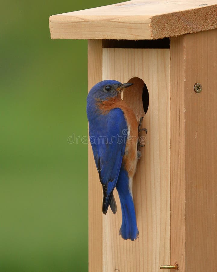 Eastern Bluebird Pair Selecting a Nest Box Stock Photo - Image of ...