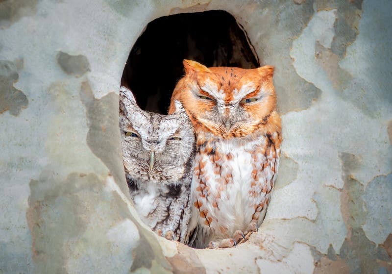 Pair of Eastern Screech Owls in a Tree Hole Stock Image - Image of ...