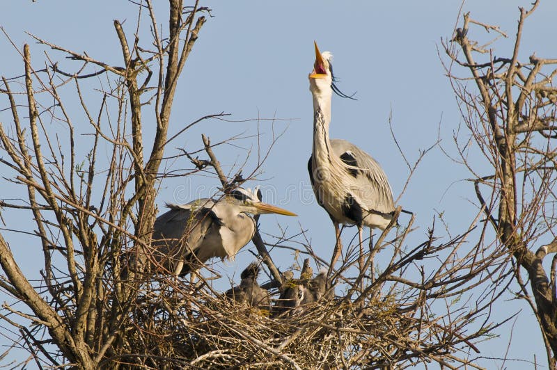 Pair of egrets in nest stock image. Image of couple, closeup - 19865571