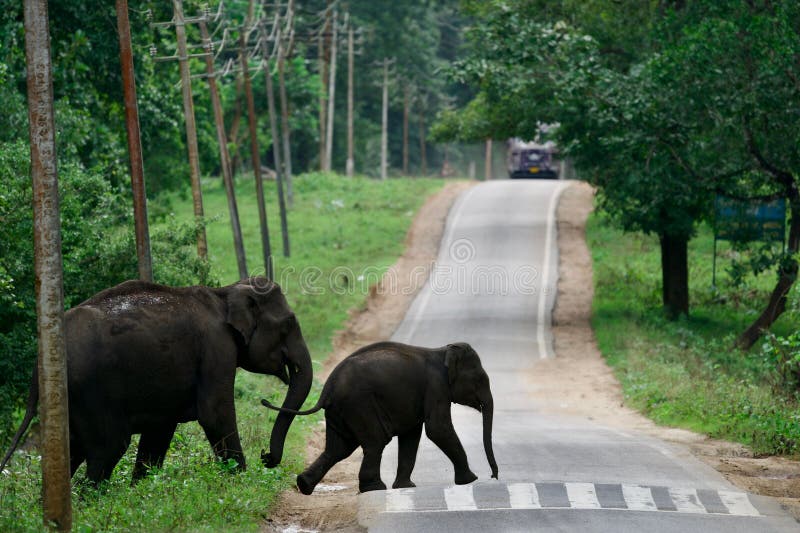 Pair of Elephants Crossing an Asphalt Road through a Forest Stock Image ...