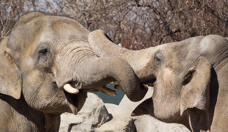 Elephants communicating stock image. Image of game, nose - 5244219
