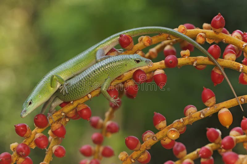 A Pair of Emerald Tree Skinks are Looking for Prey in a Palm Grove ...