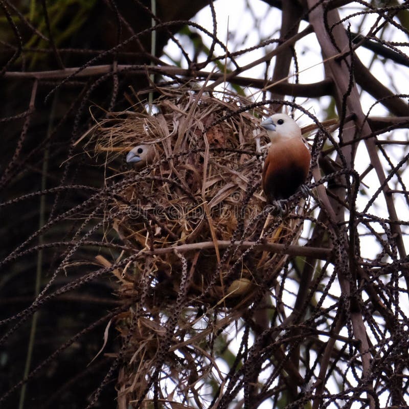 A Pair of Endemic Sparrows is Guarding the Nest Stock Photo - Image of ...