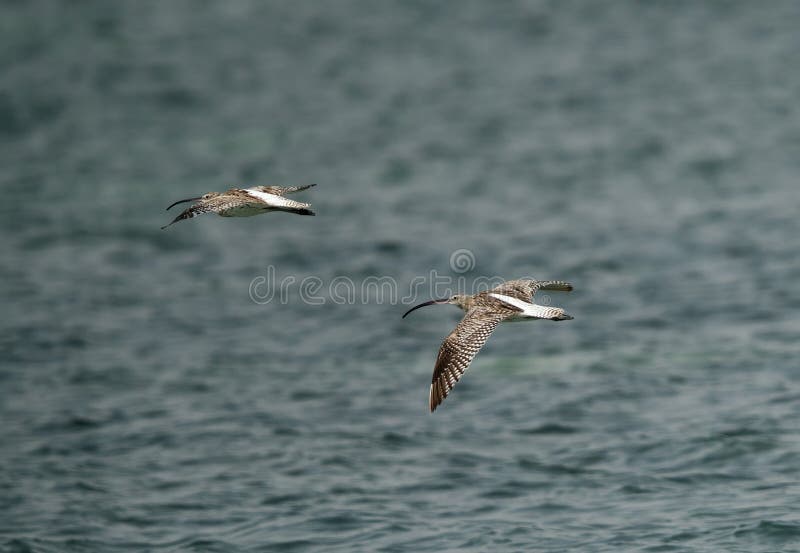 A Pair of Eurasian Curlew Flying Stock Image - Image of animalia ...