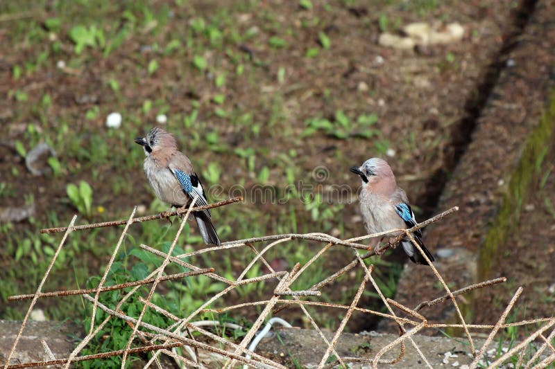Pair of Eurasian Jays on Rusty Wire Mesh in Grassy Clearing Stock Image ...