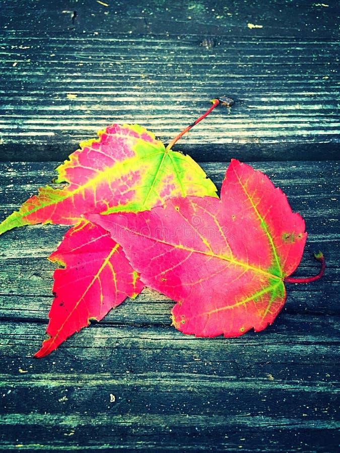 A Pair of Fallen Fall Maple Leaves Stock Photo - Image of pair, deck ...