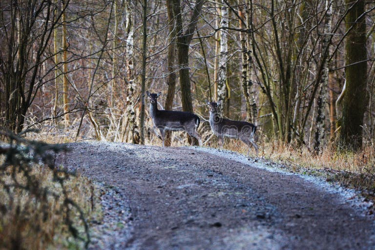 Pair of Fallow Deer Moving through Forest Path Surrounded by Trees ...