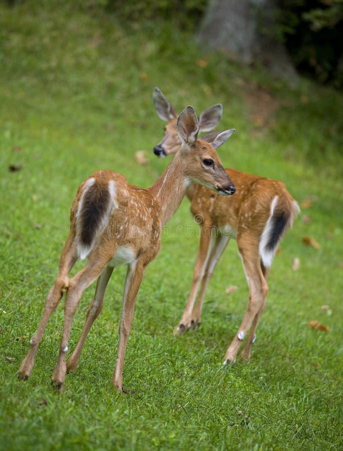 Fawns and mom stock image. Image of wildlife, head, feet - 34886315