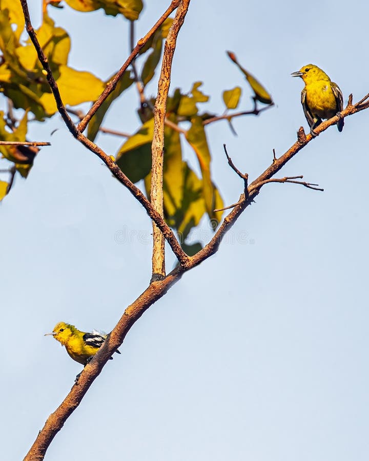 Pair of Feathered Canary Perched Together on a Tree Branch in a Natural ...