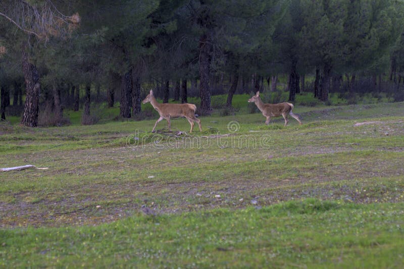 Pair of Female Deer Running in Pine Forest Horizontally Stock Image ...
