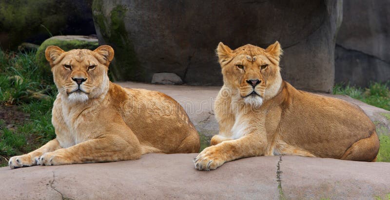 Pair of Female Lions stock image. Image of safari, portrait - 32649847