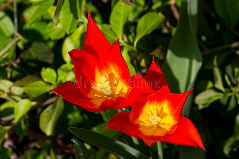 Fire tulips stock image. Image of blossom, bunch, basin - 30418751