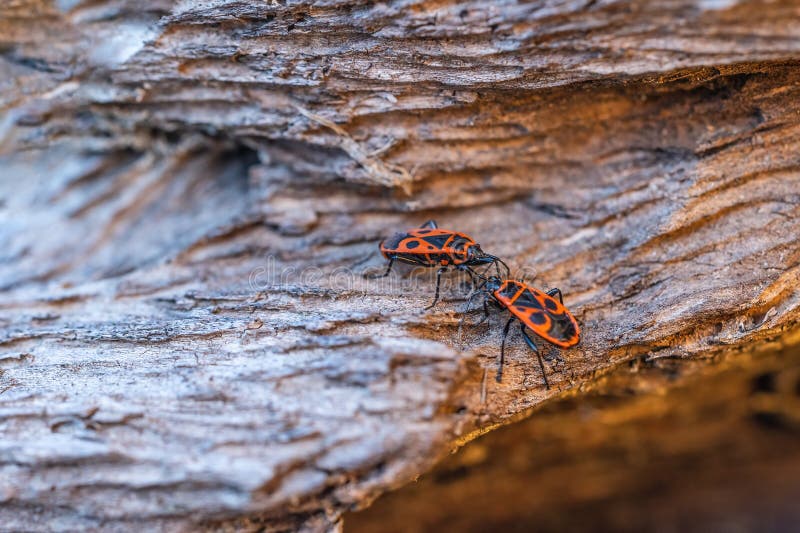 Pair of Firebug Posing on an Old Tree Trunk Stock Photo - Image of wild ...