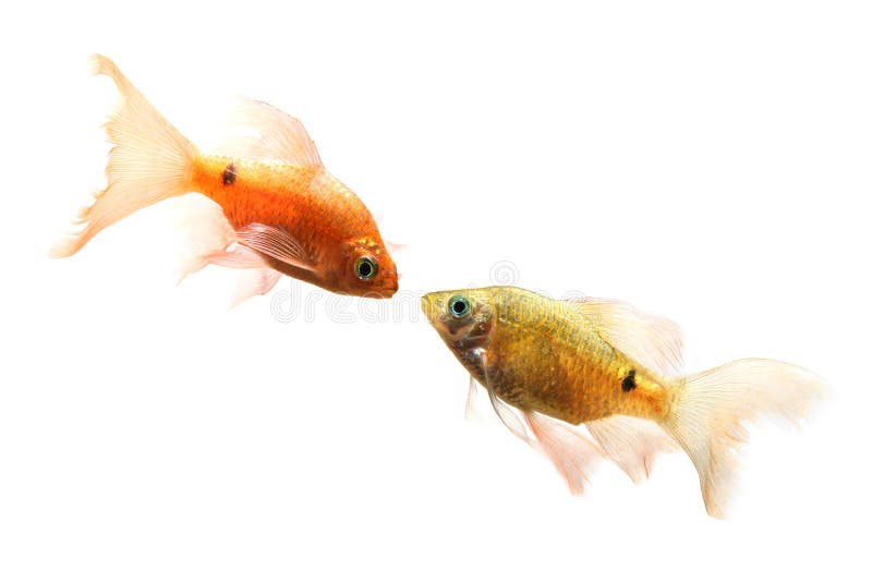 Two Goldfish Swimming in Circles Stock Photo - Image of cute, aquatic ...