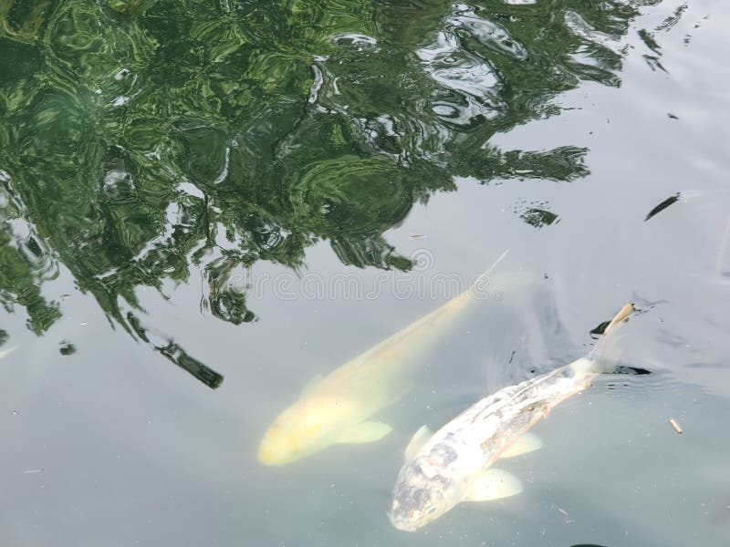 A pair of fish stock image. Image of green, reflection - 188698671