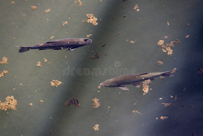 Pair of Fish on the Dirty Pond Stock Image - Image of pond, muddy: 95811957