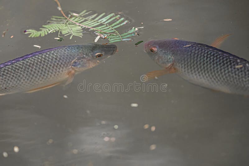 A pair of fish stock photo. Image of open, goldfish - 278591034