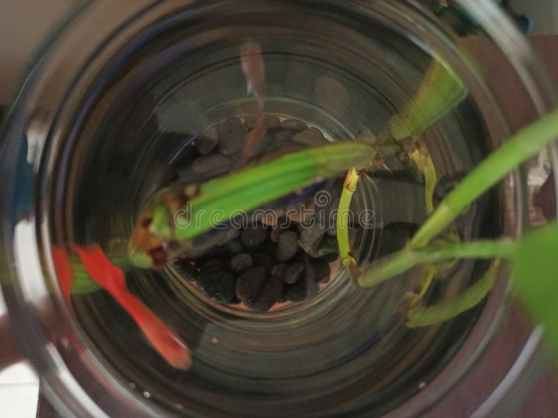 A Pair of Fish in the Small Aquarium Stock Photo - Image of aquarium ...