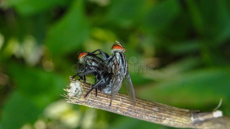 A Pair of Flies are Making Love. Stock Image - Image of heart, breed ...