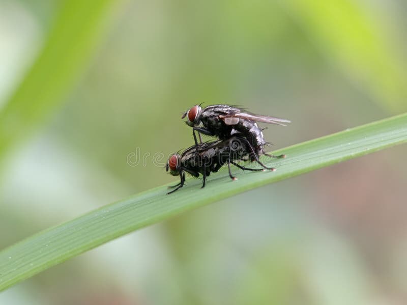 A Pair of Flies Mating on a Leaf in the Morning on a Blurred Background ...