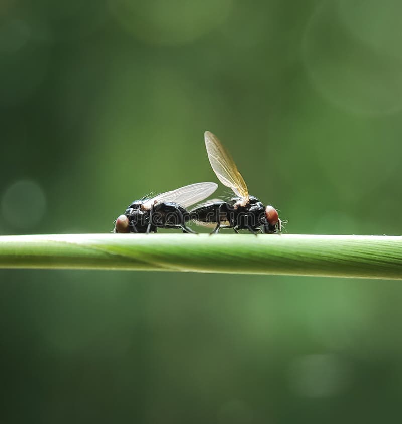 A pair of flies mating stock image. Image of flower - 242797429