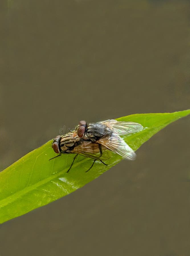 Flies Reproduce Blurred Cross-species Nature Stock Photo - Image of ...