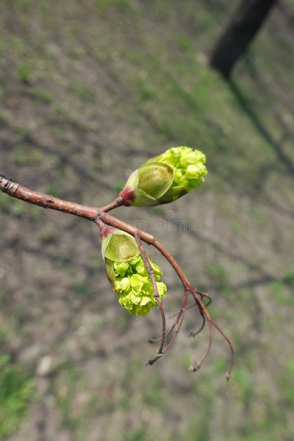 Pair of Buds of Norway Maple in Spring Stock Photo - Image of leafage ...