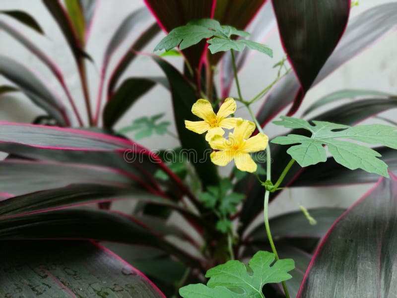 A Pair of Flowers from the Bitter Gourd Vegetable Plant Stock Image ...
