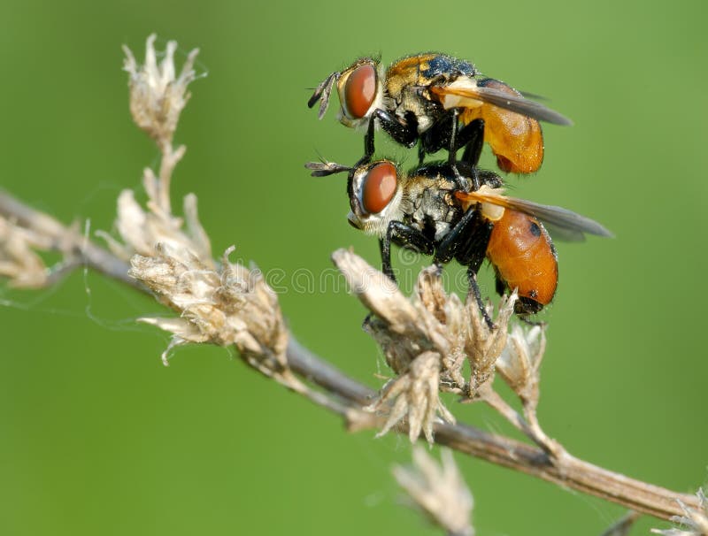 The pair of the fly stock photo. Image of acrobatics - 11076476