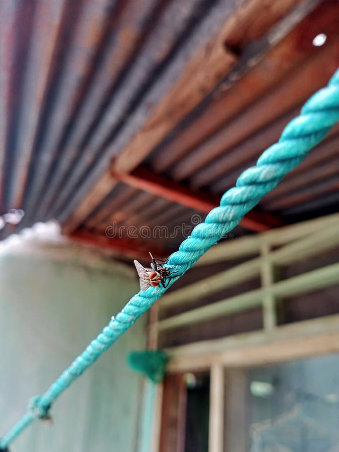 A Pair of Fly Having Fun on the Rope Stock Image - Image of leaf, green ...