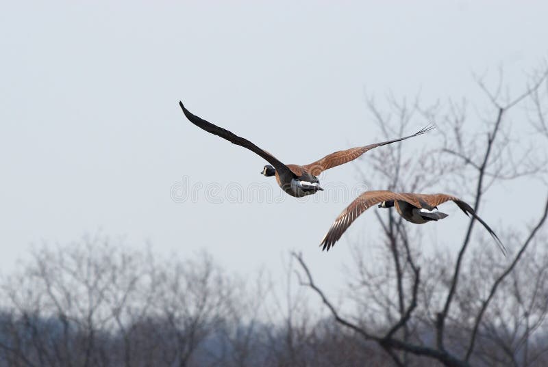 Pair of flying geese stock image. Image of geeses, trees - 1090627