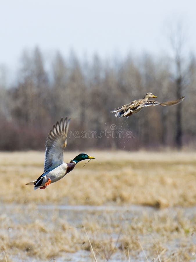 Mallards Flying