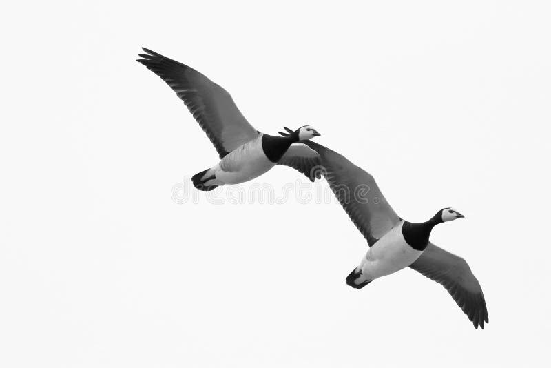 898 Goose Flying Isolated White Background Stock Photos - Free ...