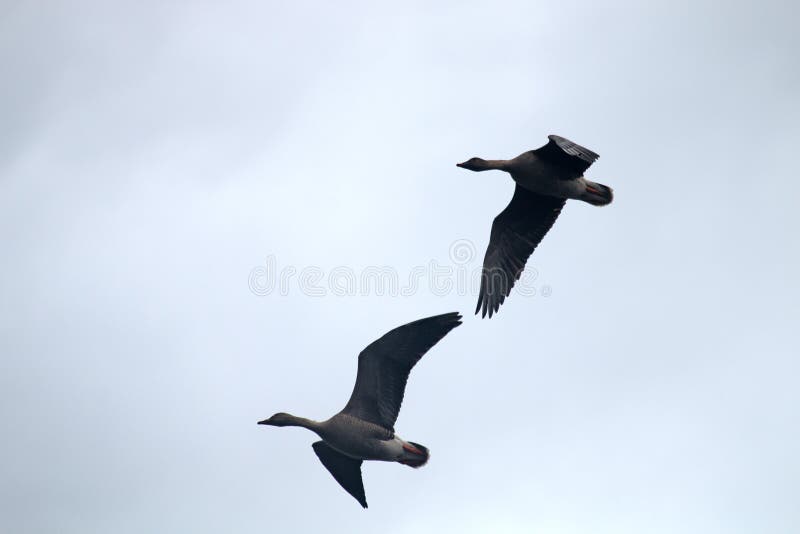 Pair of forest bean goose stock photo. Image of geese - 141992638