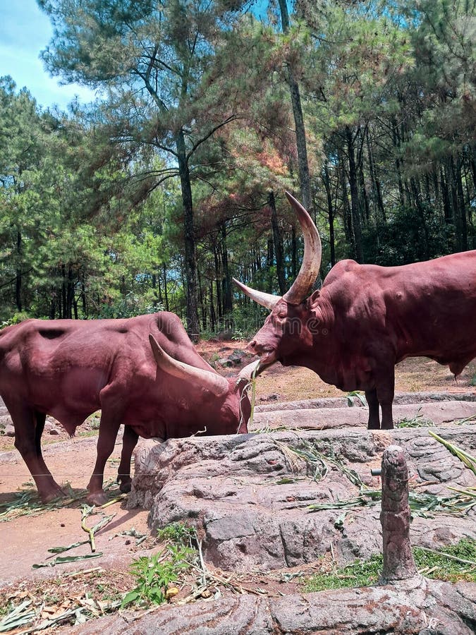 Pair of Forest Cows in that Area Stock Image - Image of pair, water ...