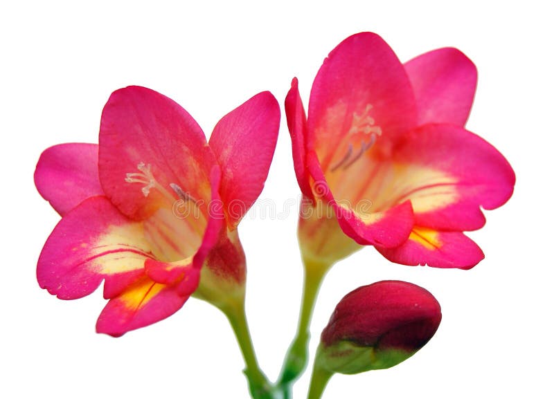 Multi-colored freesias stock image. Image of multicolored - 23600771