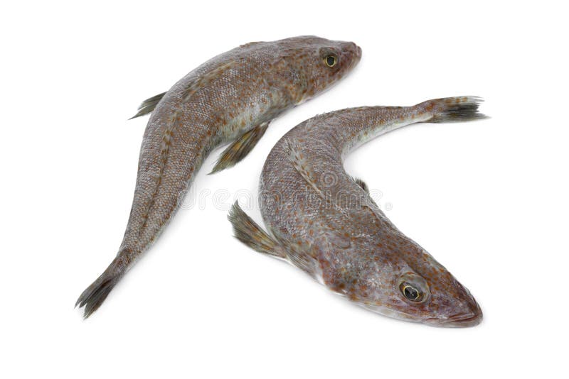 Pair of Fresh Raw Flathead Fishes Stock Photo - Image of australian ...
