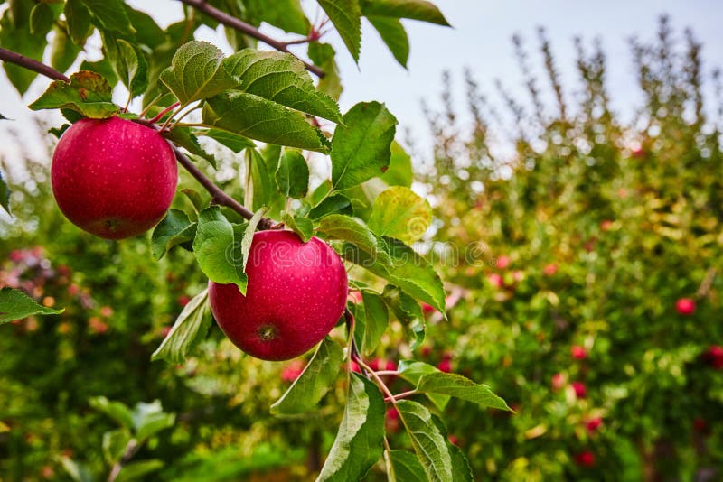 Pair of Fresh Red Apples Growing on Farm Orchard Branch Stock Image ...