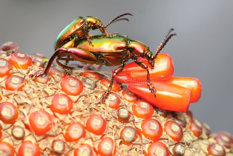 A Pair of Frog Leg Beetles are Mating. Stock Image - Image of life ...