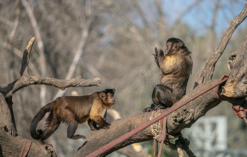 A Pair of Funny Monkeys Leaning on a Tree Branch Looking at Each Other ...