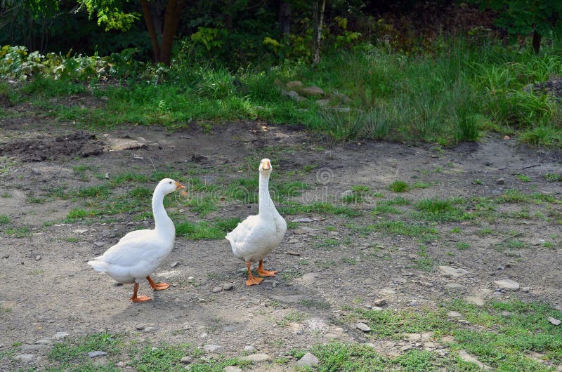 A Pair of Funny White Geese are Walking Along the Dirty Grassy Yard ...