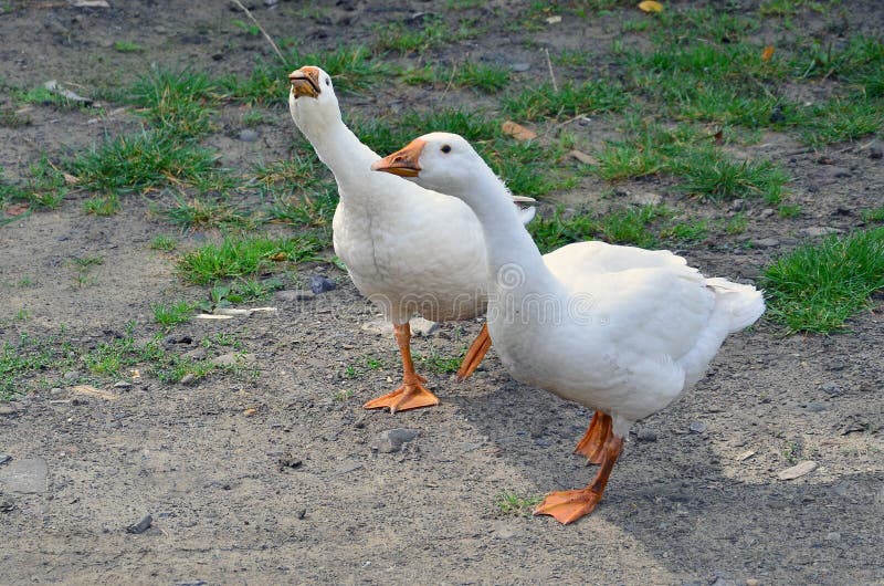 A Pair of Funny White Geese are Walking Along the Dirty Grassy Yard ...
