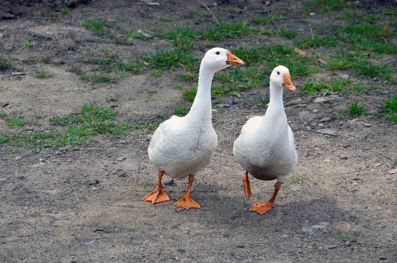 A Pair of Funny White Geese are Walking Along the Dirty Grassy Yard ...