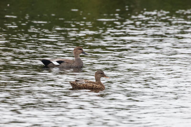 Pair gadwall duck stock photo. Image of duck, nature - 102118678