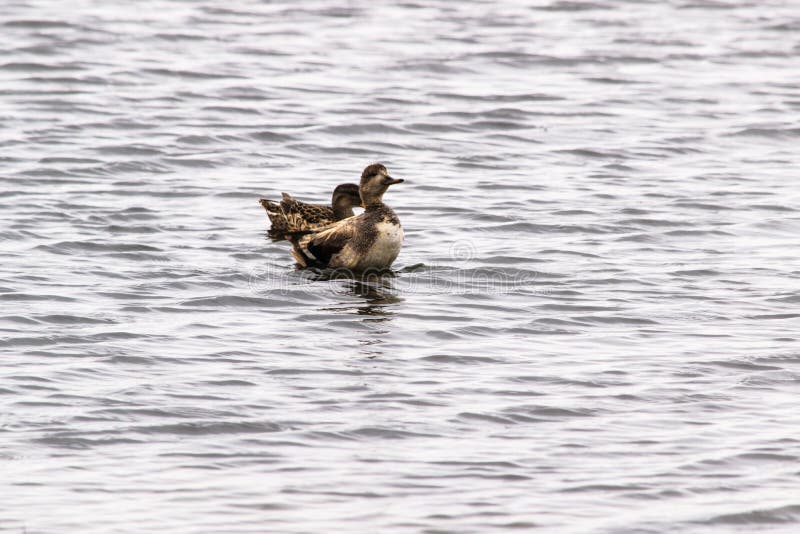 Pair of gadwall ducks stock image. Image of bird, gadwalls - 81227899
