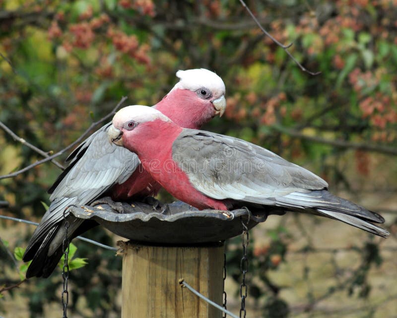 Pair of Galahs stock photo. Image of wild, pink, cacatua - 10784718