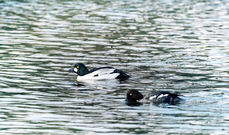 Pair of garrot stock image. Image of birdwatching, eyes - 156034495