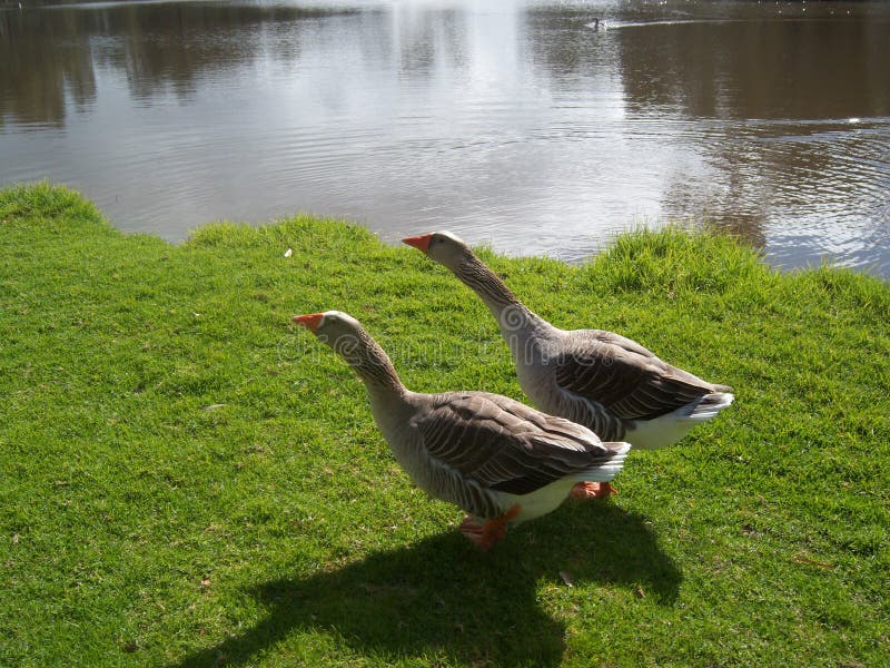 Pair of Geese stock image. Image of necks, australia - 10800235
