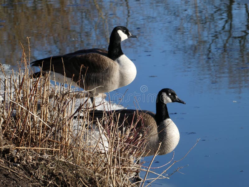A Pair Of Geese Flying Together. Stock Photo - Image of greylag, close ...