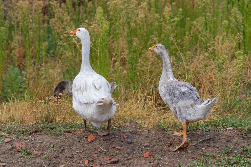 Two Geese Birds stock photo. Image of europe, geese - 254856354